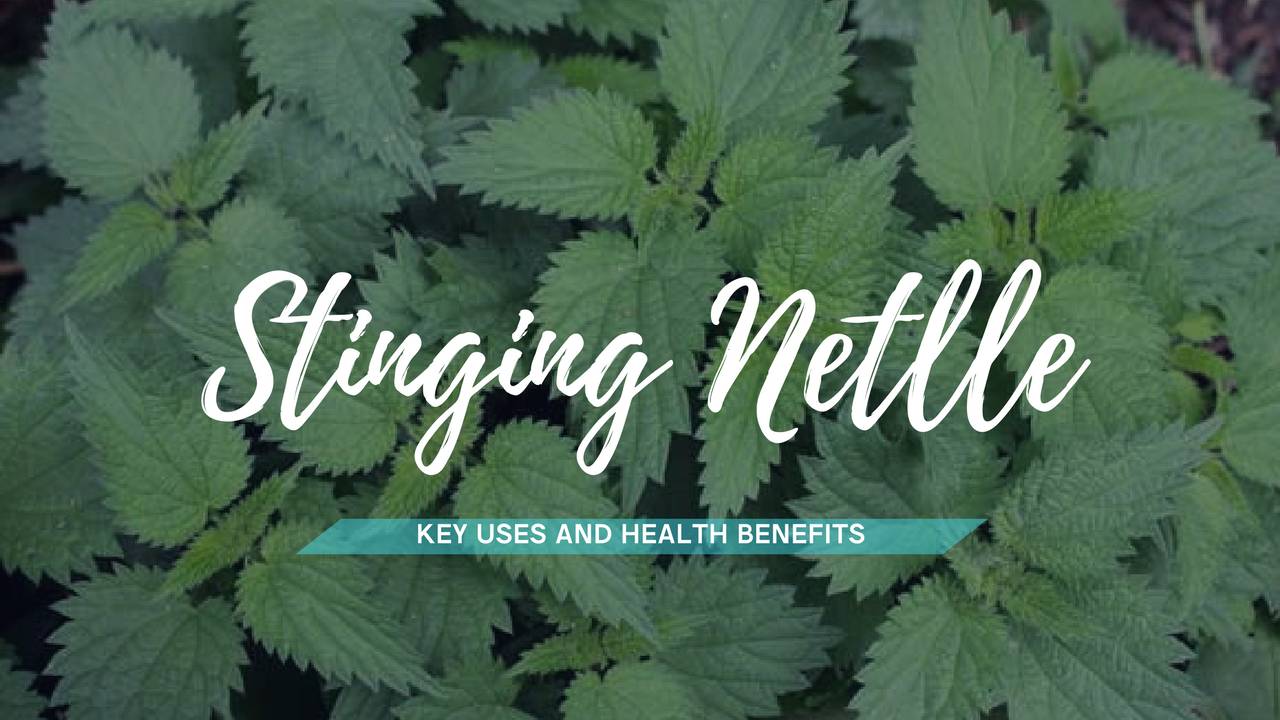The Surprising Health Benefits of Stinging Nettle | Medicinal Uses
