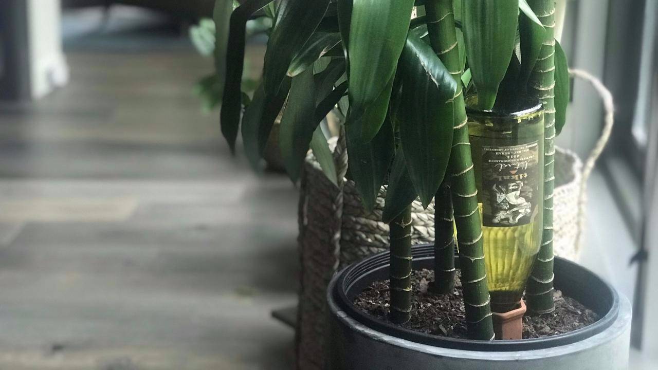 How to take care of plants with 3 easy steps