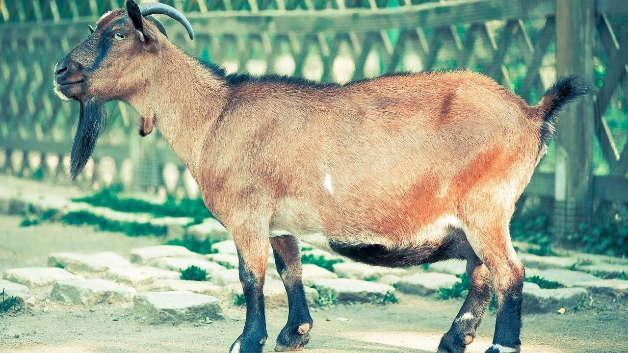 Leadership Lessons from the GOAT