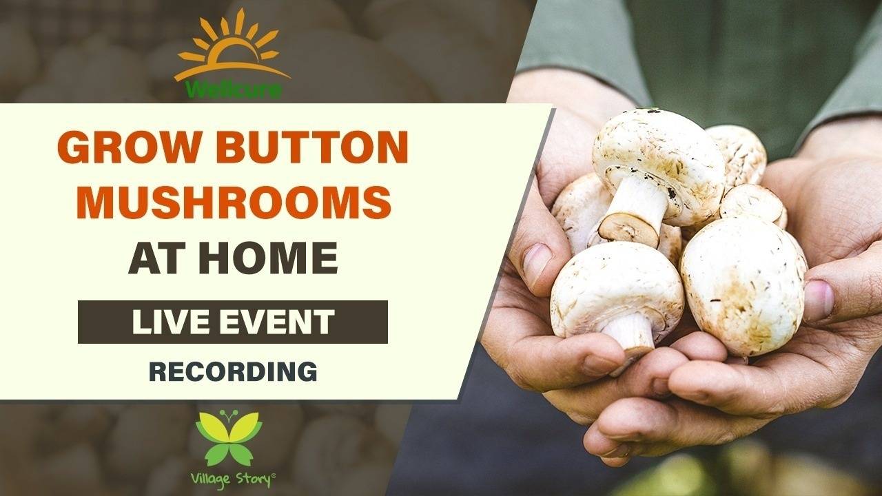 Grow Button Mushrooms at Home LIVE Program by Village Story