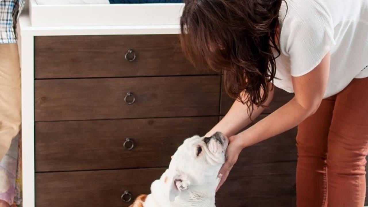 Dogs & Storks Workshop