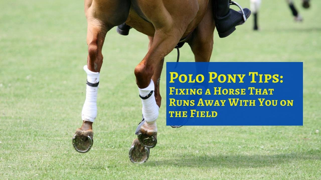 Polo Pony: Fixing a Horse That Runs Away With You on the Field