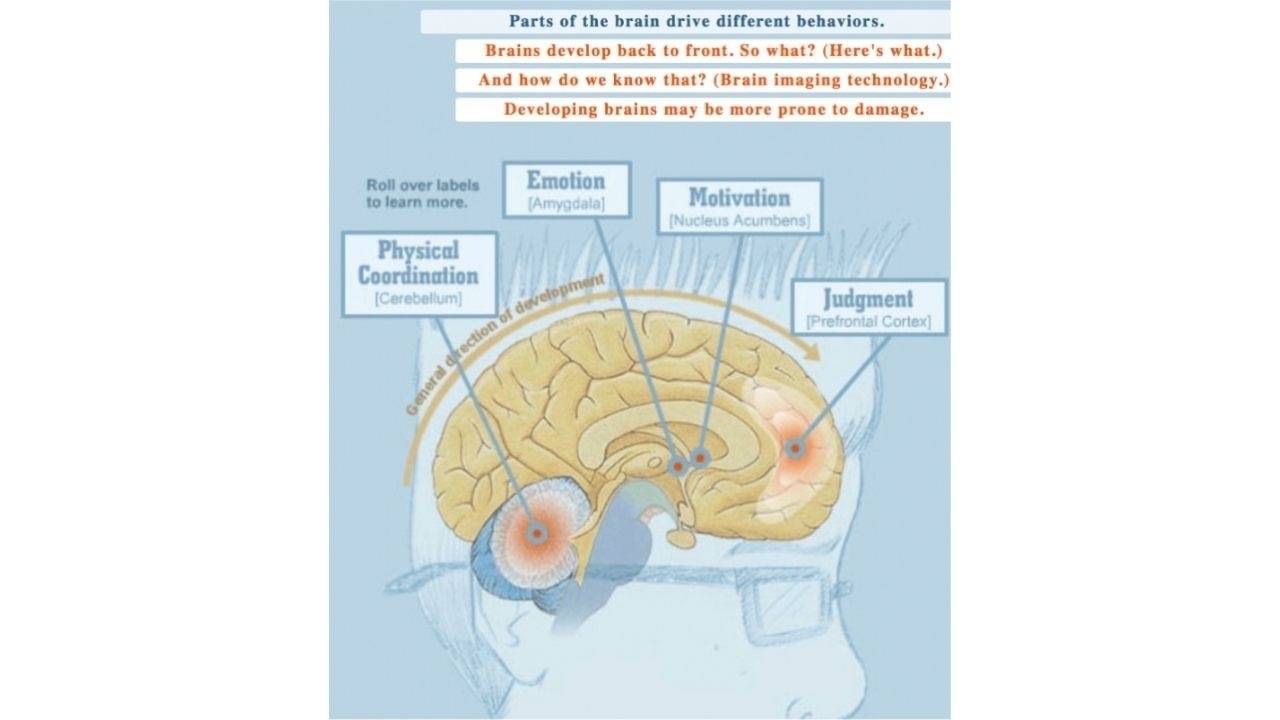 Brain Development, Teen Behavior, and Preventing Drug Use
