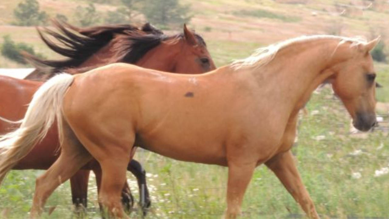 The Natural Horse Habitat MasterClass