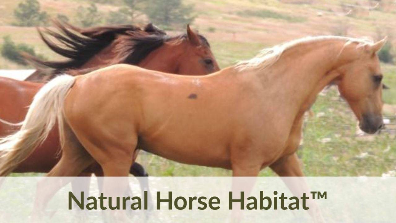 Learn how to give your horse a Balancing, Natural Lifestyle!