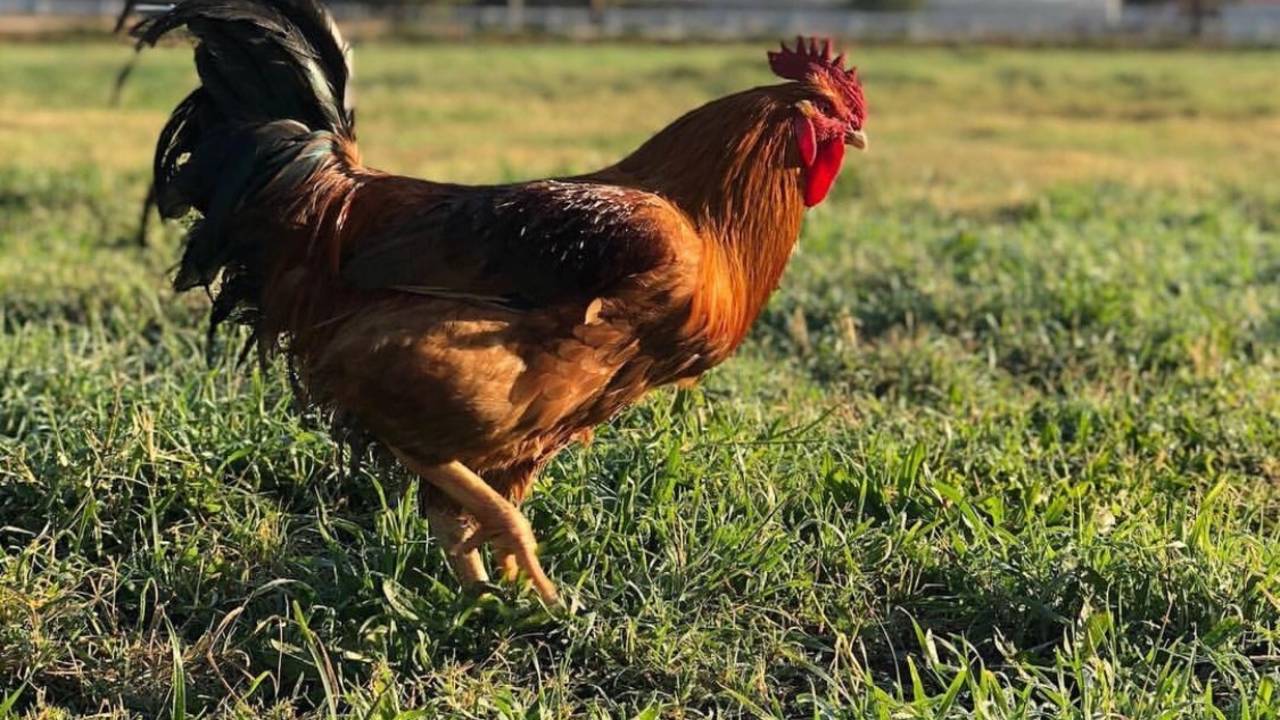 High-Quality and Pasture Raised Meat