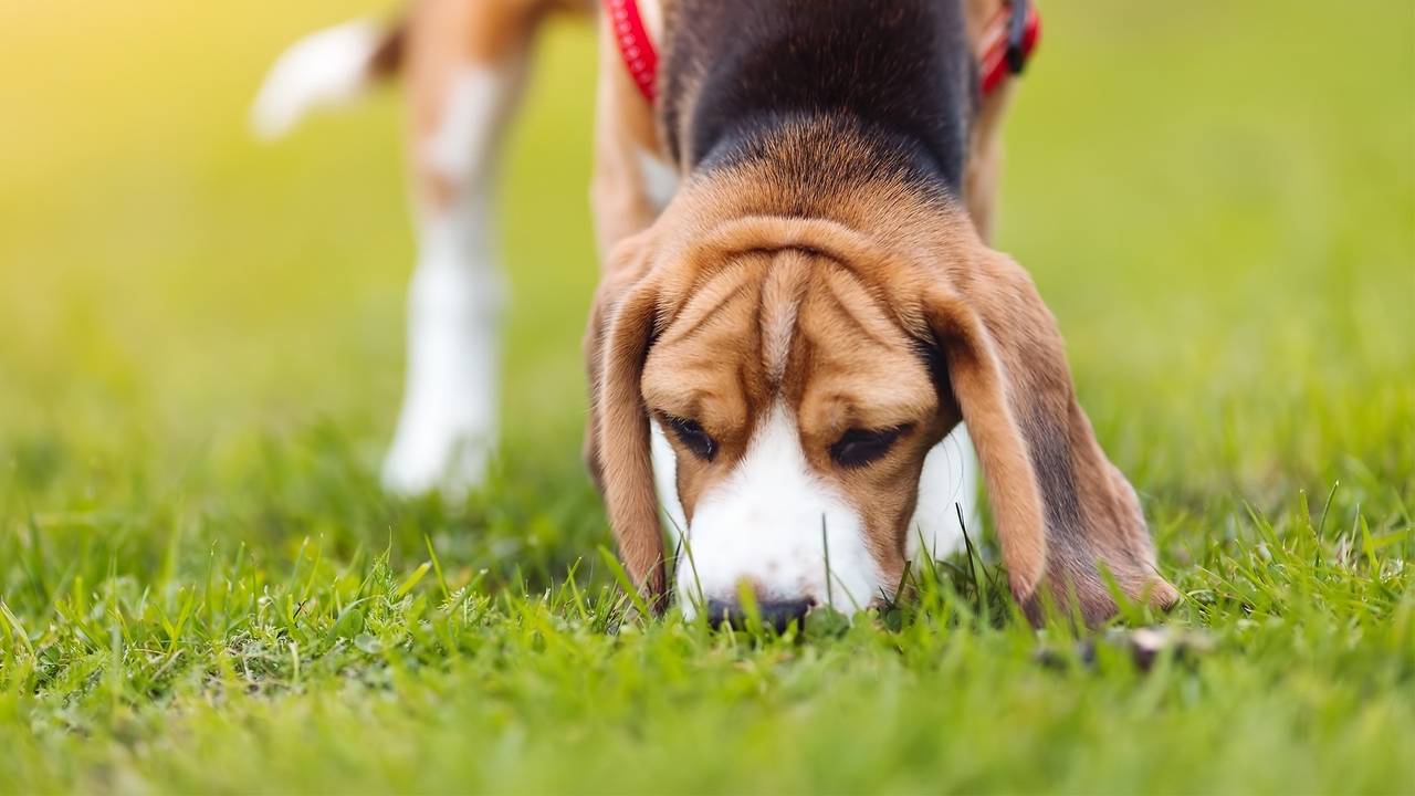 Tracking and Mantrailing Foundation Class | Hunter's Heart