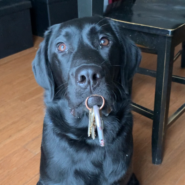 Train Your Own Service Dog Train Your Own Service Dog