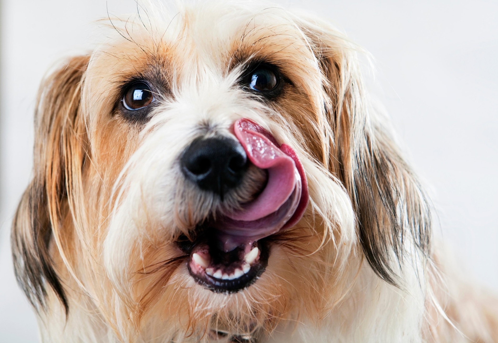 DeliCan - Alimentación natural para tu perro