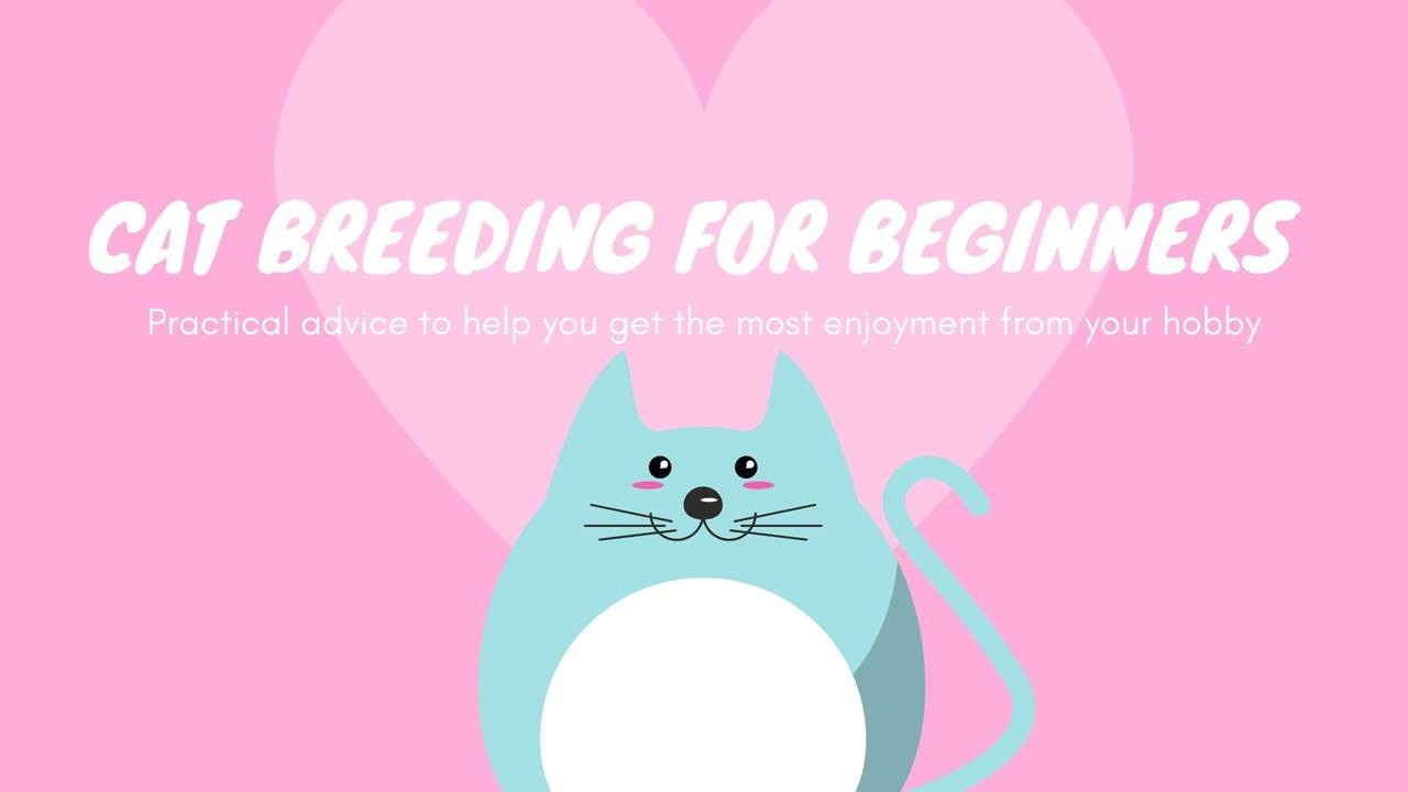 Advice For New Cat Breeders