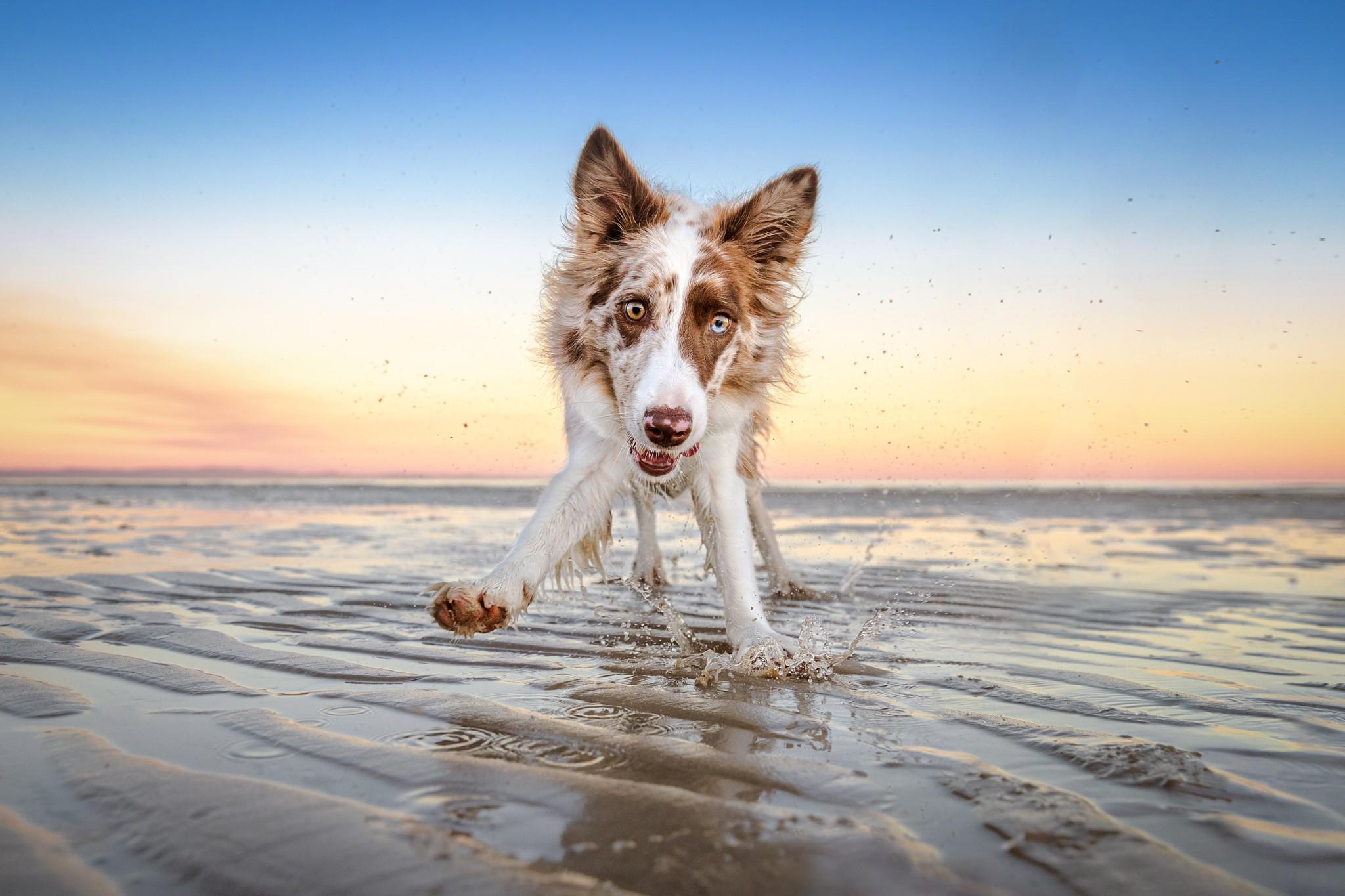 10 Tips for Awesome Action Photos of Dogs