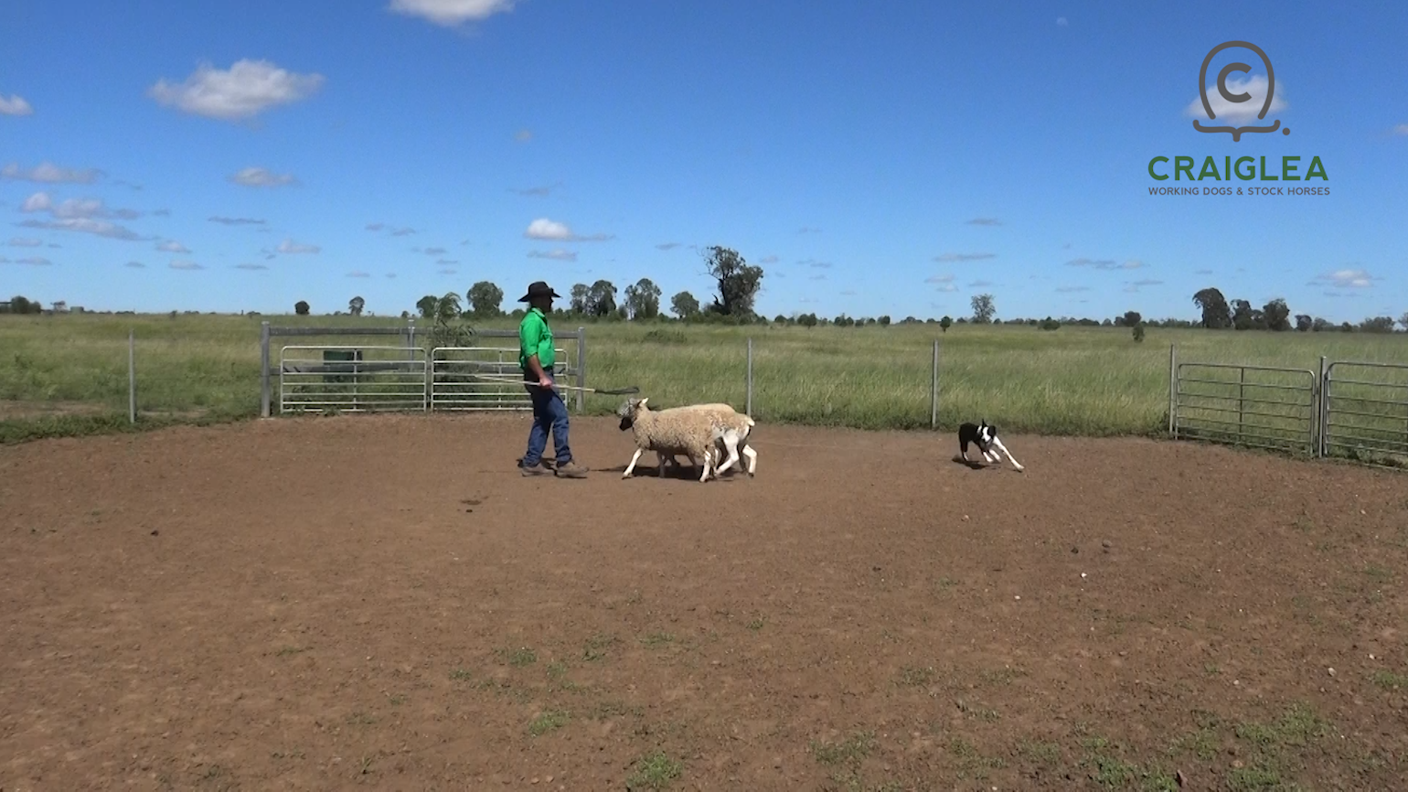 Working Dog Training Online