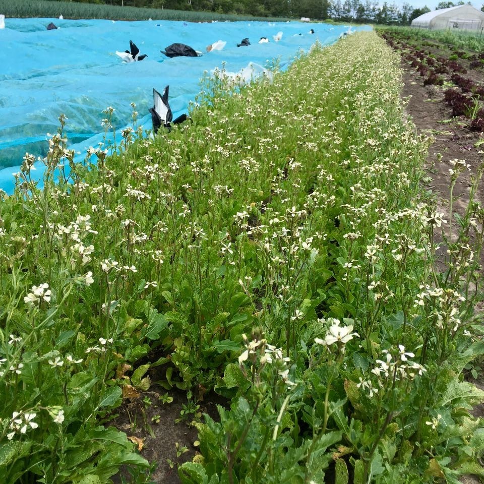 Seed Grower Resources