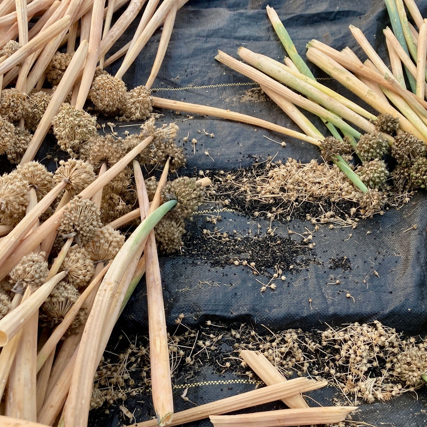 Seed Grower Resources