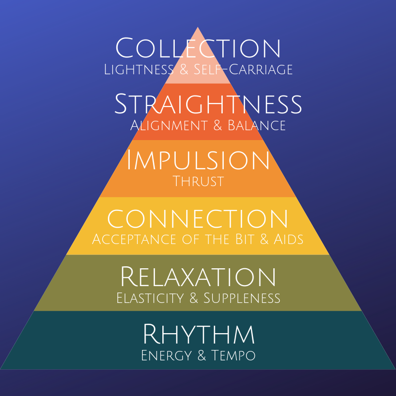 Straightness Course with Ritter Dressage
